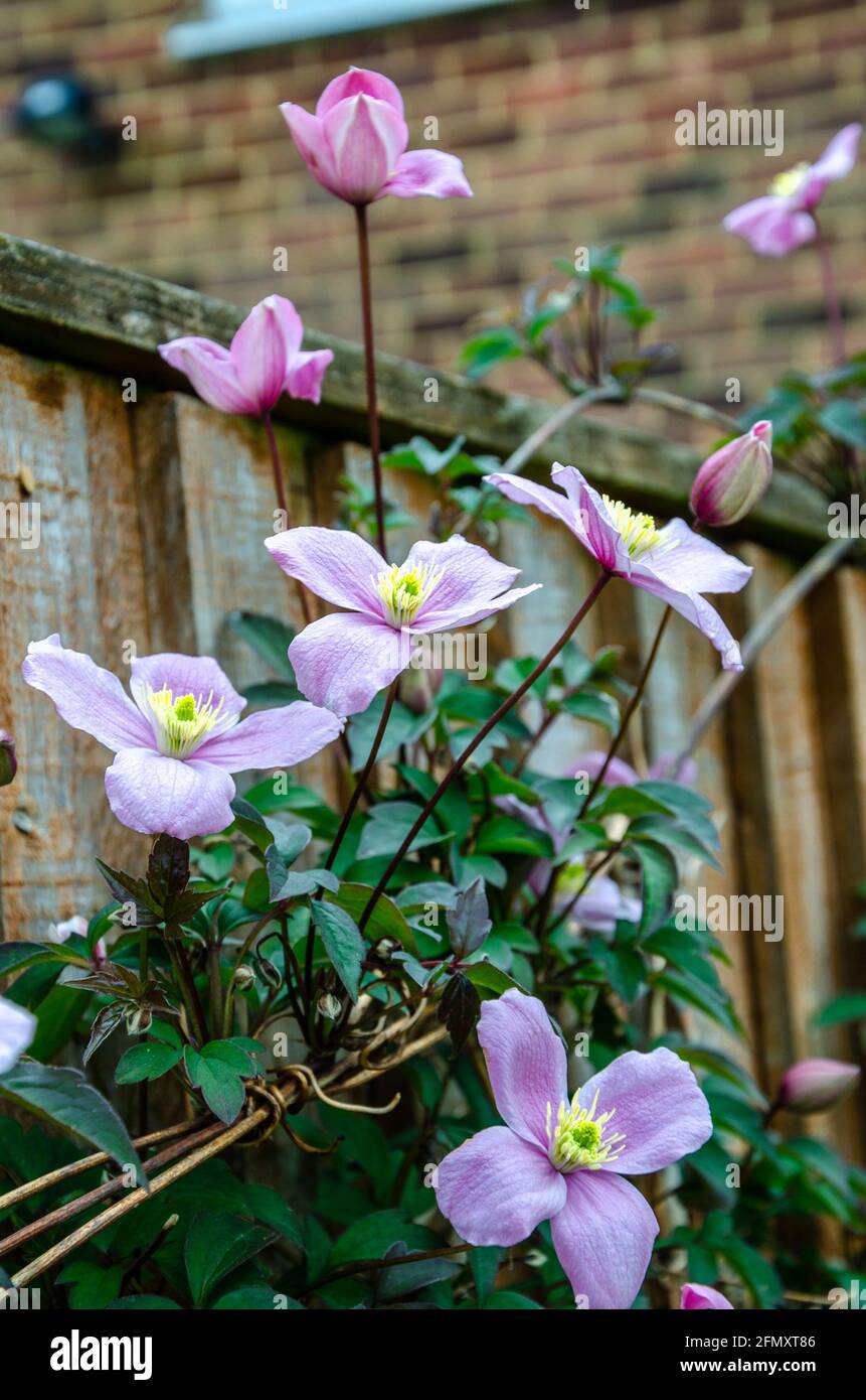 Clematis buds hi-res stock photography and images - Alamy