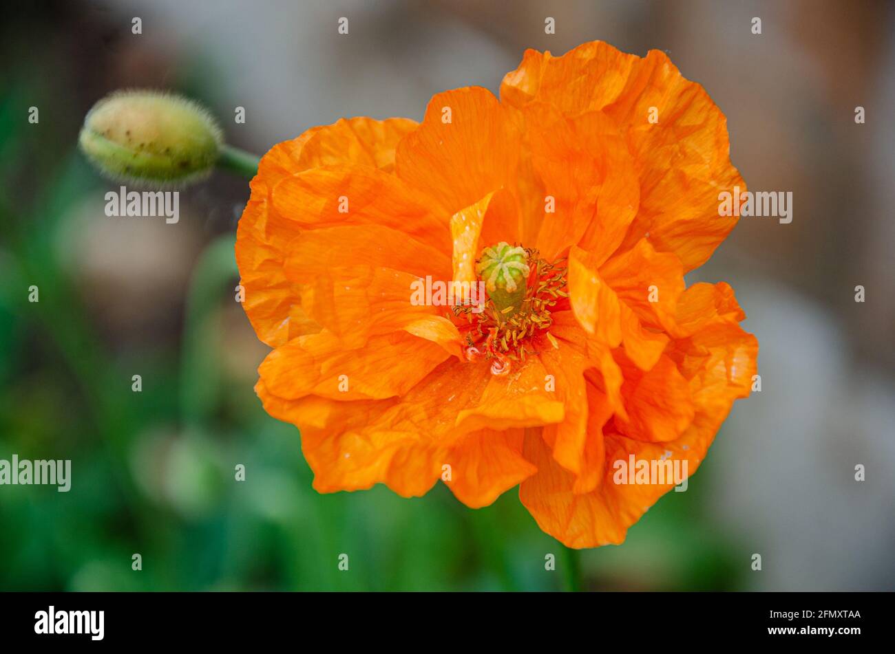 Orange poppy hi-res stock photography and images - Alamy