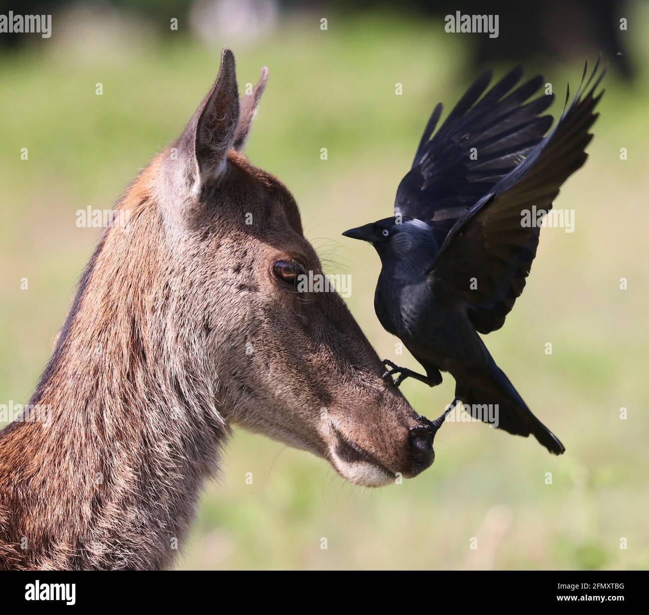 Poke your eye out hi-res stock photography and images - Alamy
