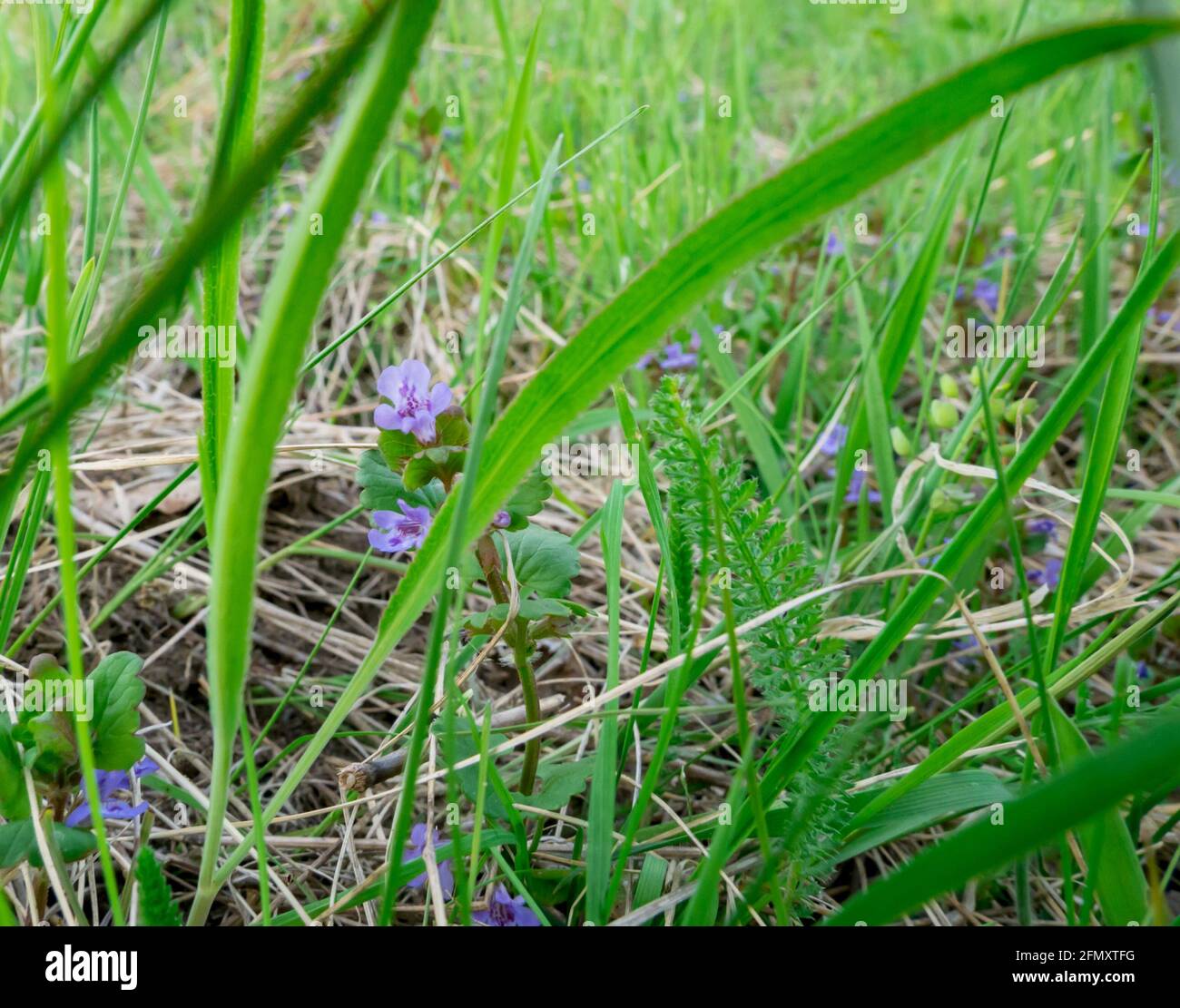 Creeper grass hi-res stock photography and images - Alamy
