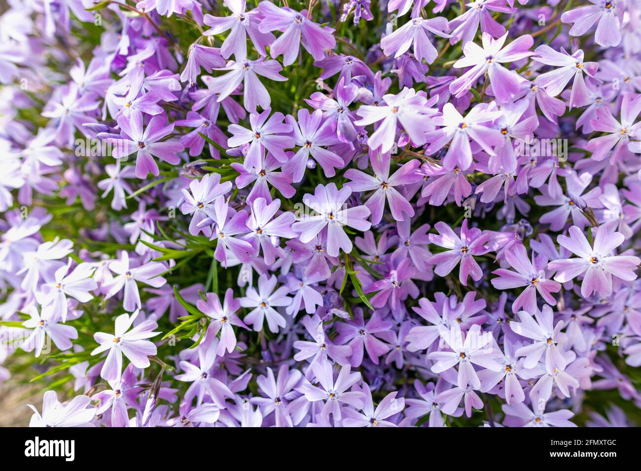 Purple creeping phlox. Blooming phlox in spring garden, top view close ...