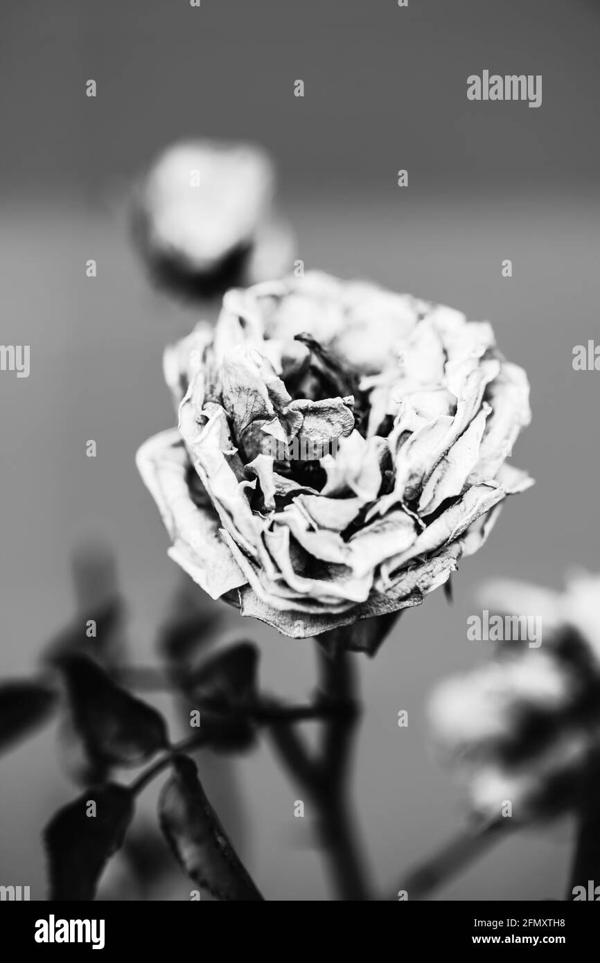 Daisy and roses Black and White Stock Photos & Images - Alamy