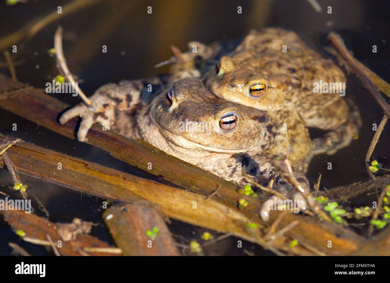 Common or European toad brown colored, Mating toads in the pond Stock ...