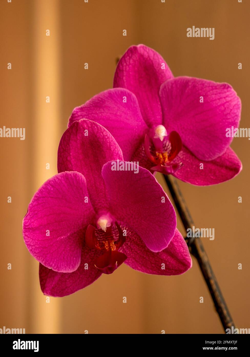 Two beautiful flowers of blossoming purple-red orchid - Selective focus ...