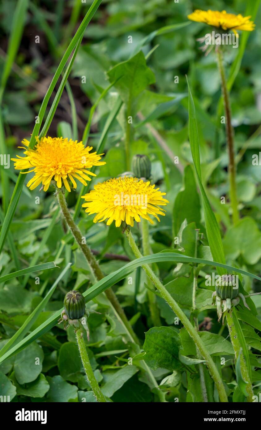 Flowering dandelions(Taraxacum officinale) in the lawn Stock Photo - Alamy