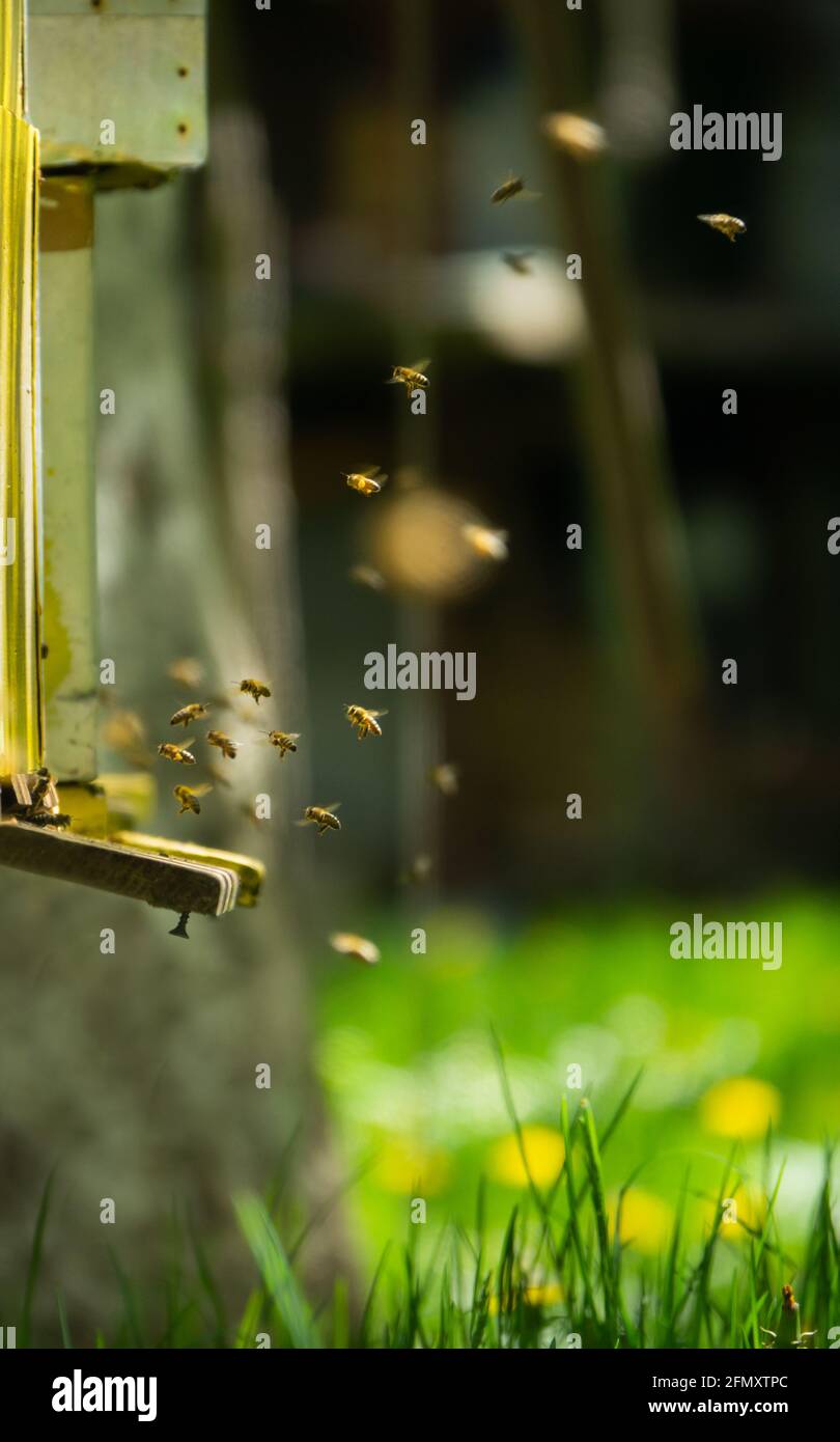 Bees flying around the hive Stock Photo - Alamy