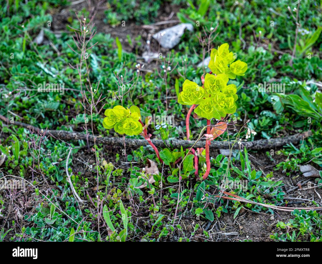 Sun spurge plant - Euphorbia Helioscopia - green-yellow flowering plant ...