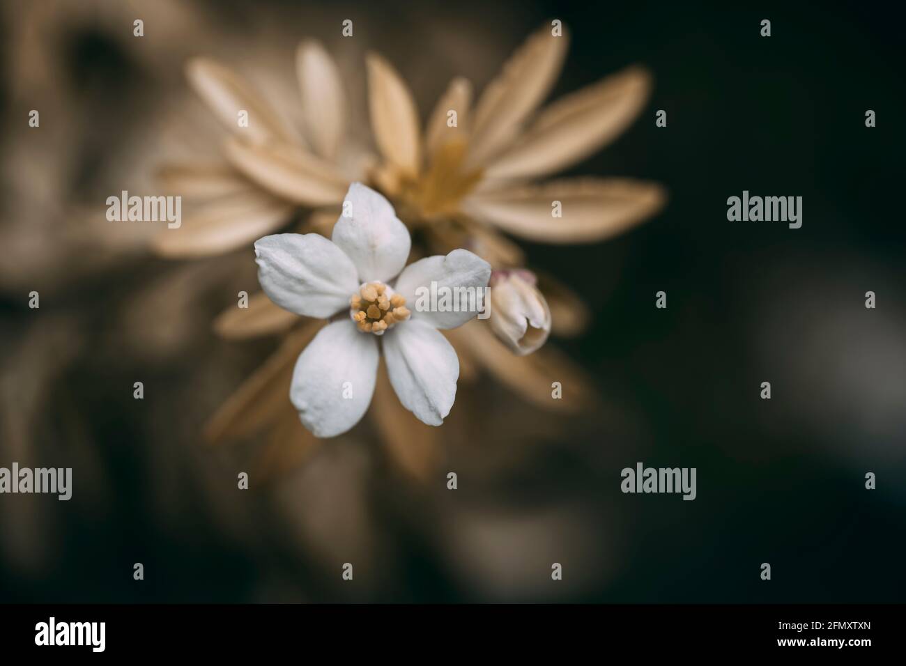 Spring Fauna UK Stock Photo - Alamy