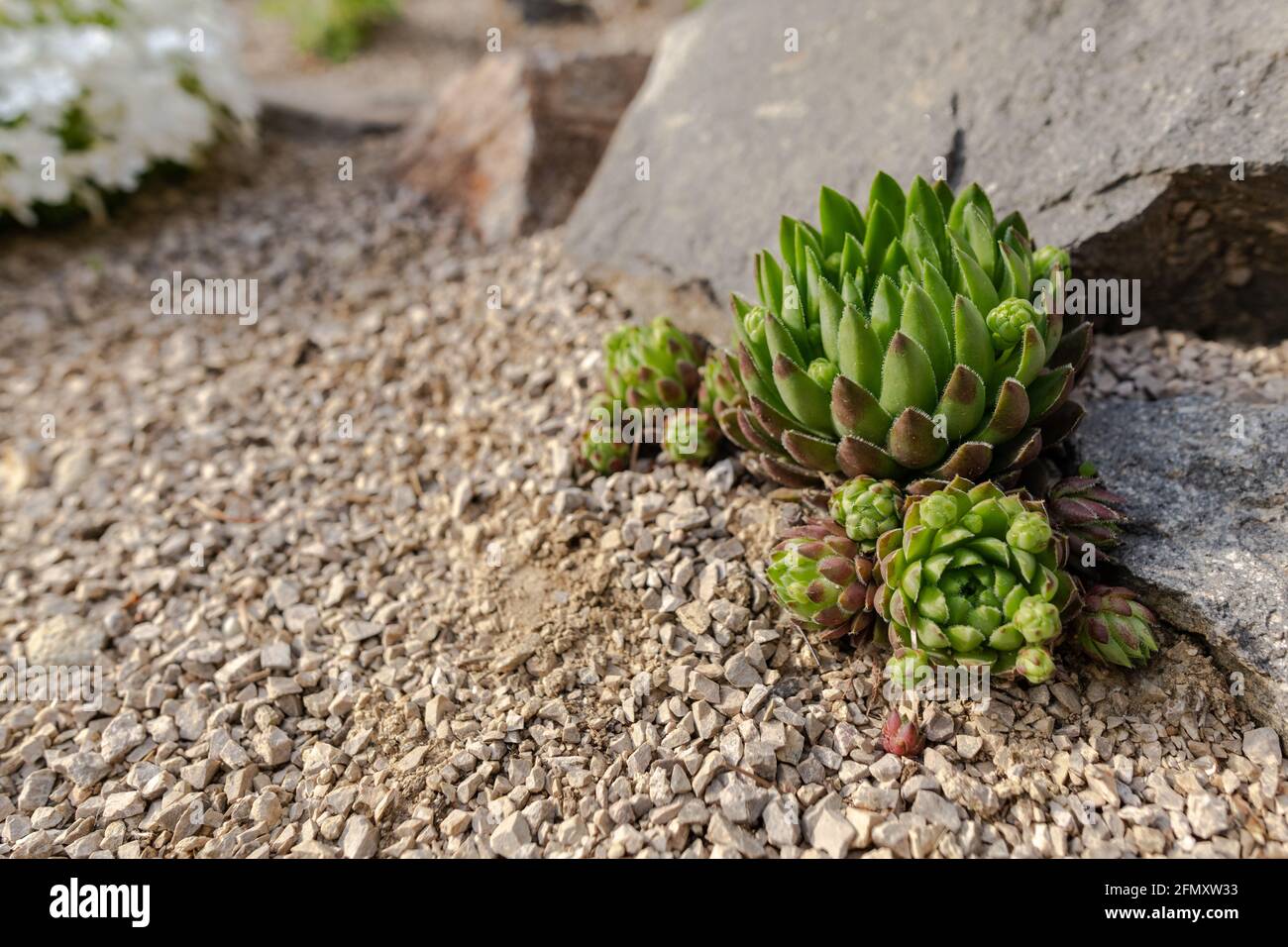 Succulent flower planted in a rockery garden. Rock garden sempervivum ...