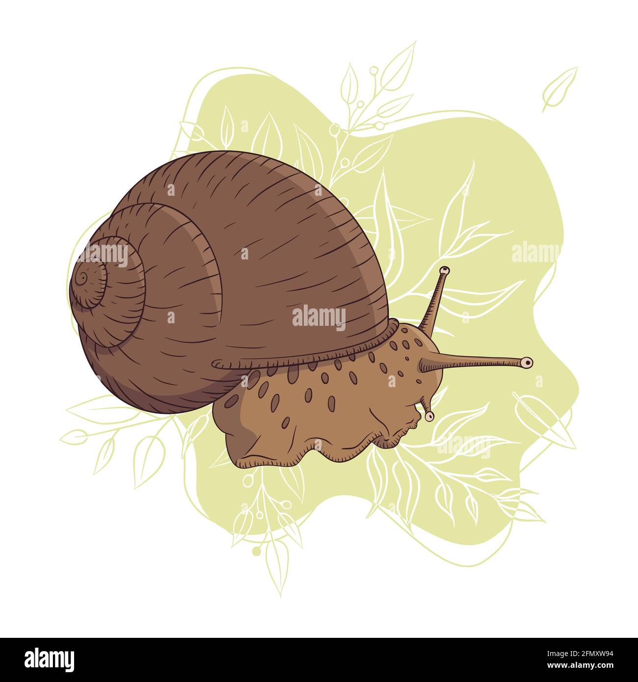 Grape cochlea detailed colorful sketch. Realistic Slug with radial ...