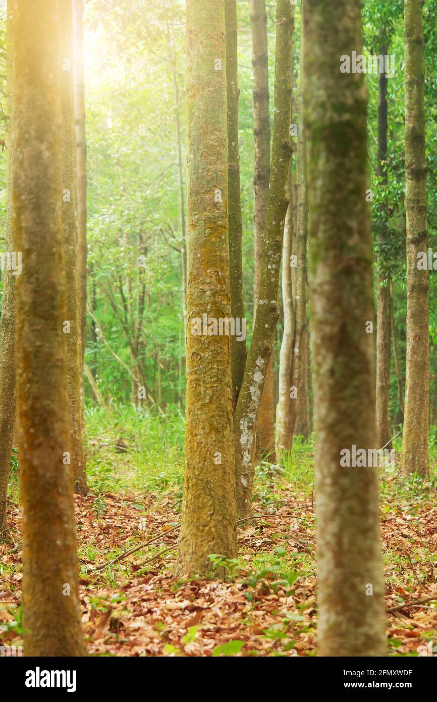 Gurjan tree hi-res stock photography and images - Alamy