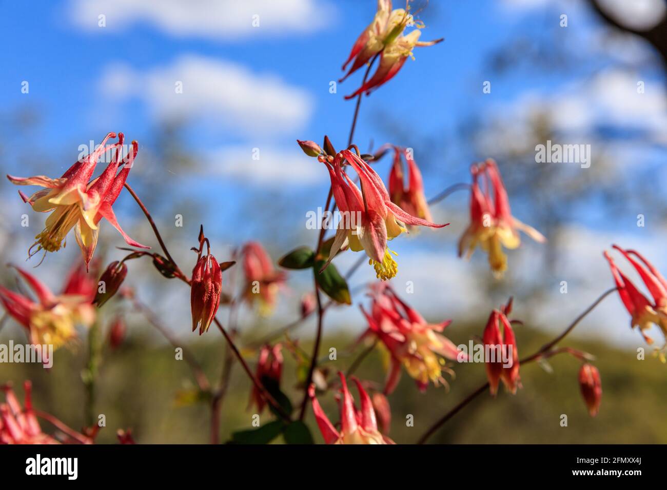 Columbine native plant hi-res stock photography and images - Alamy
