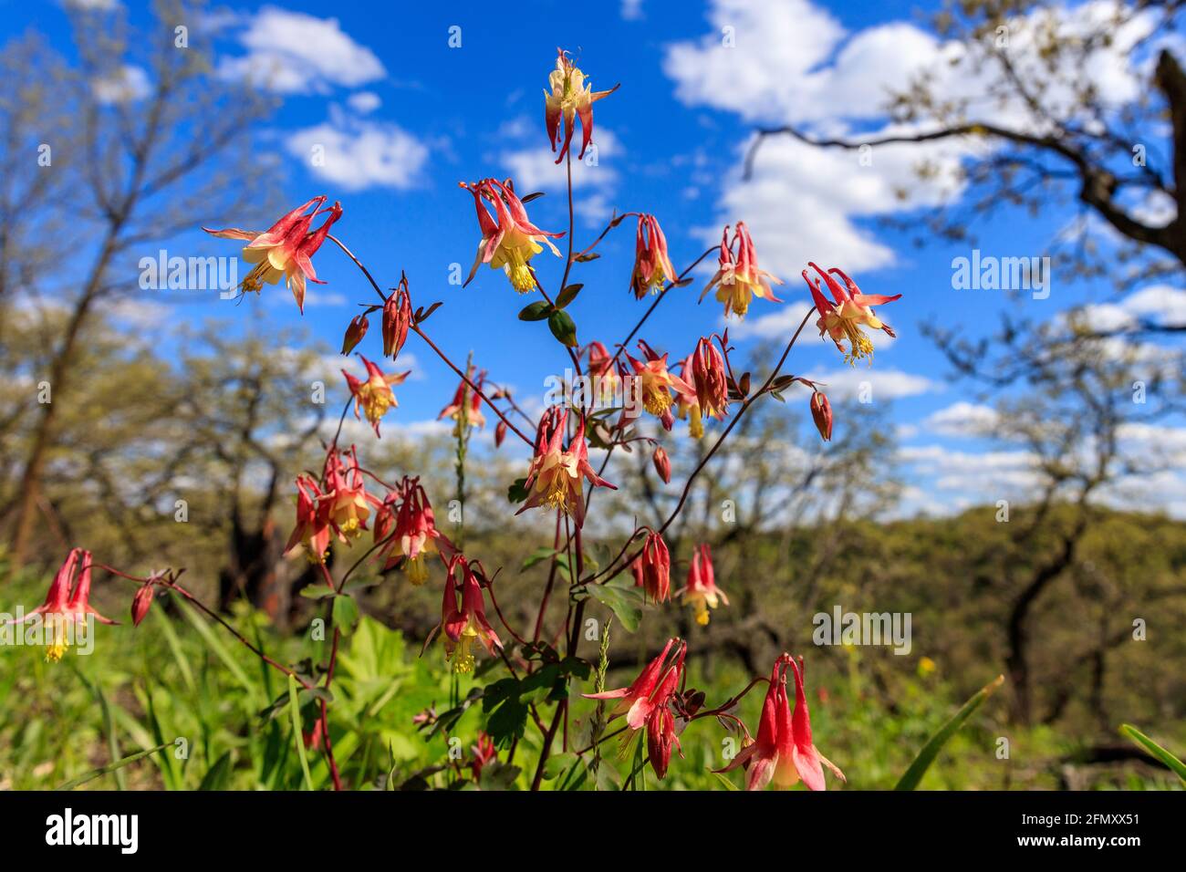 Aquilegia canadensis (Canadian or Canada columbine, eastern red ...