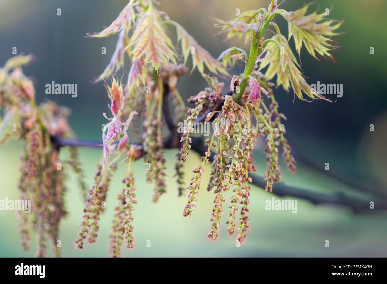 Quercus rubra, northern red oak, spring flowers and leaves closeup ...