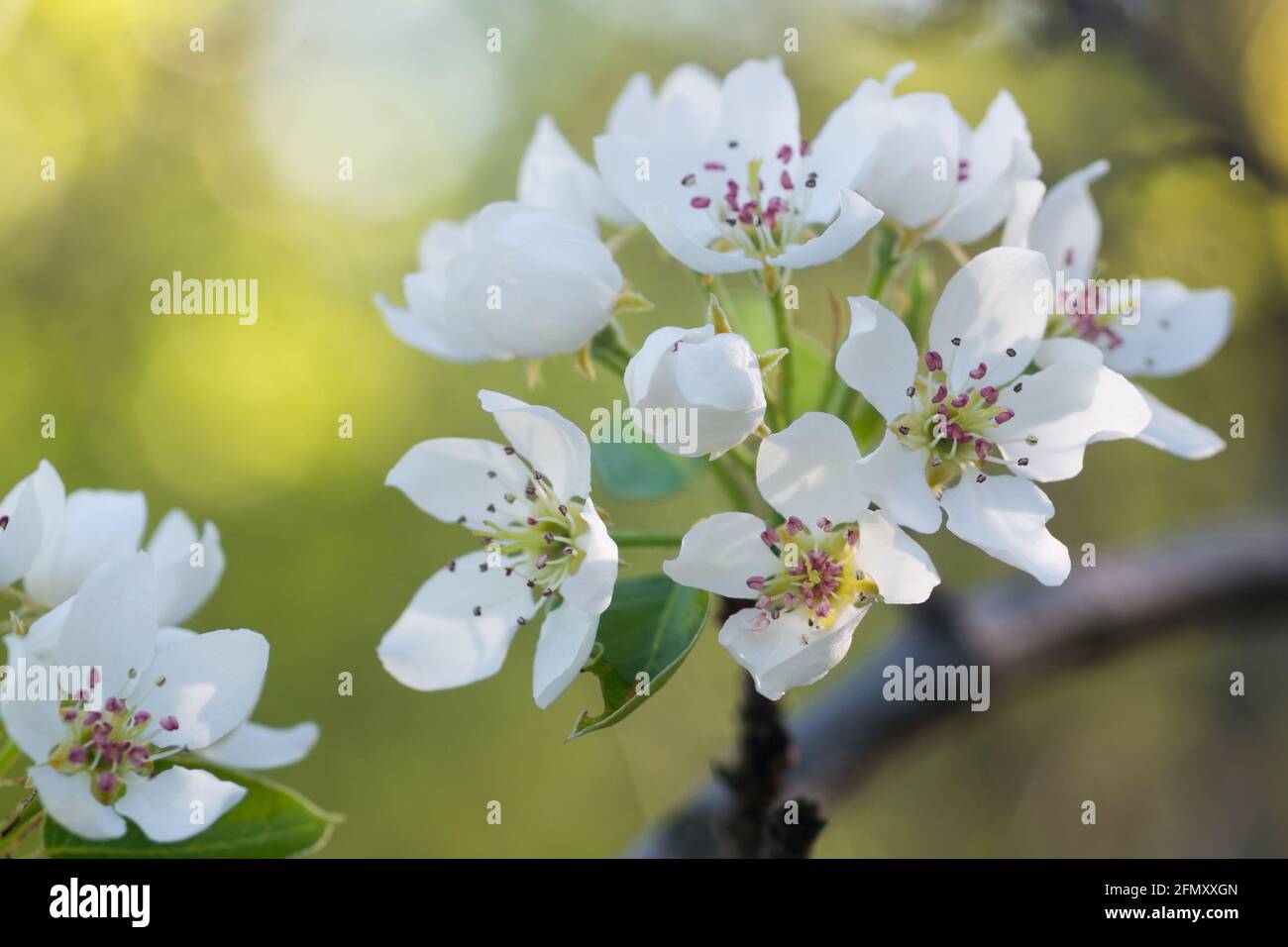 Pear tree detail branch hi-res stock photography and images - Alamy