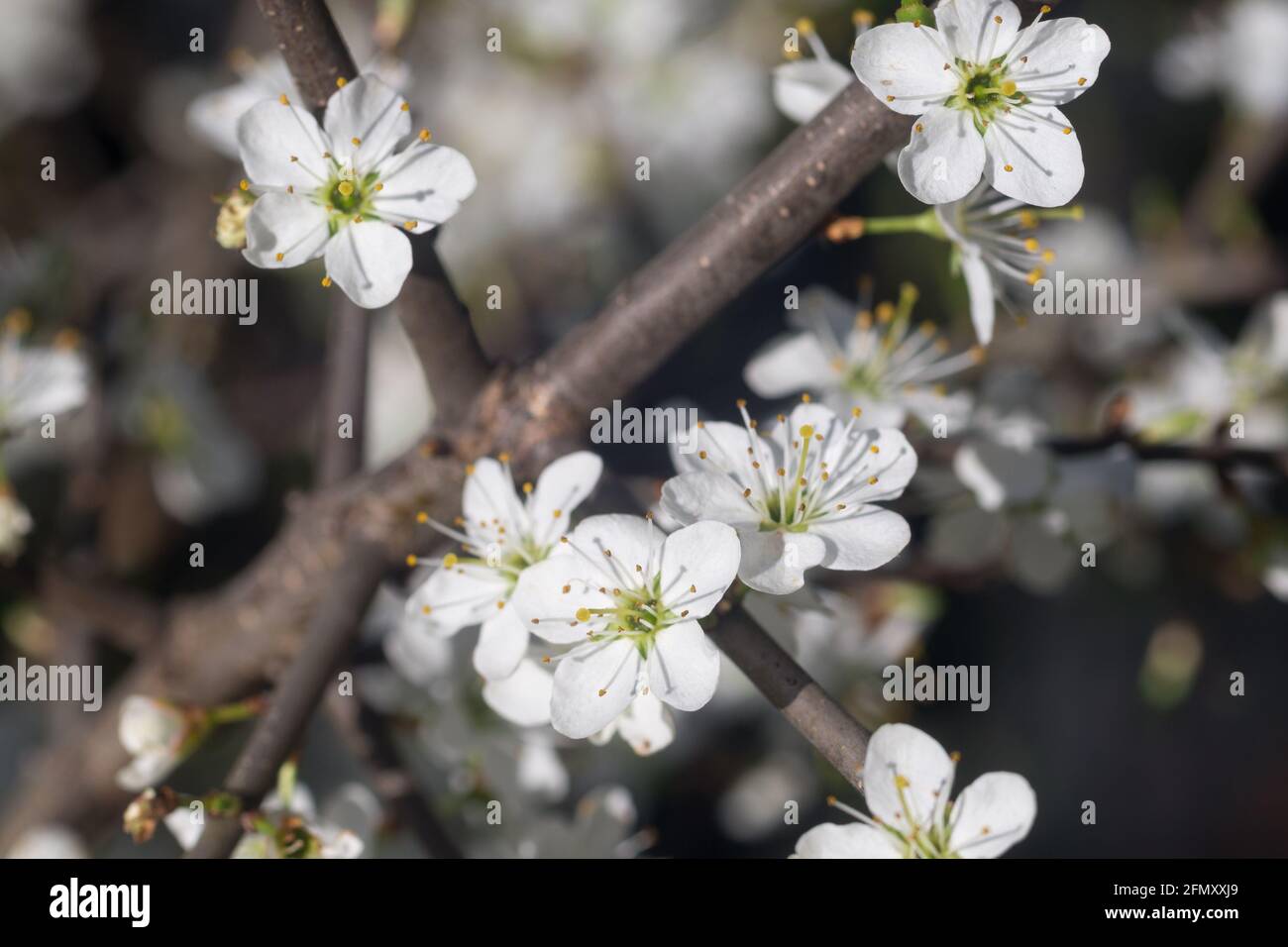 Prunus spinosa, blackthorn, sloe white spring flowers closeup selective ...