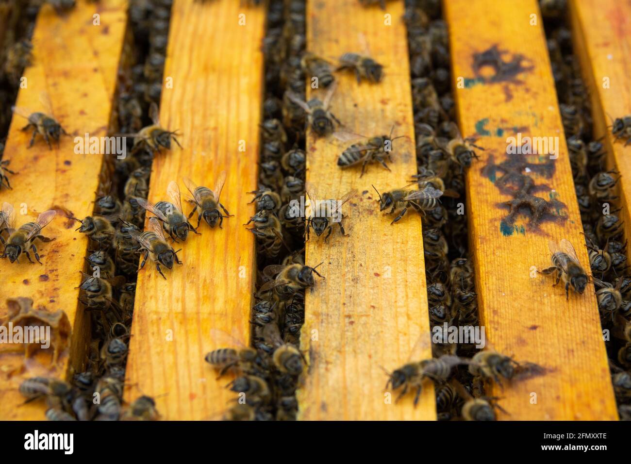 Many small frames hi-res stock photography and images - Alamy