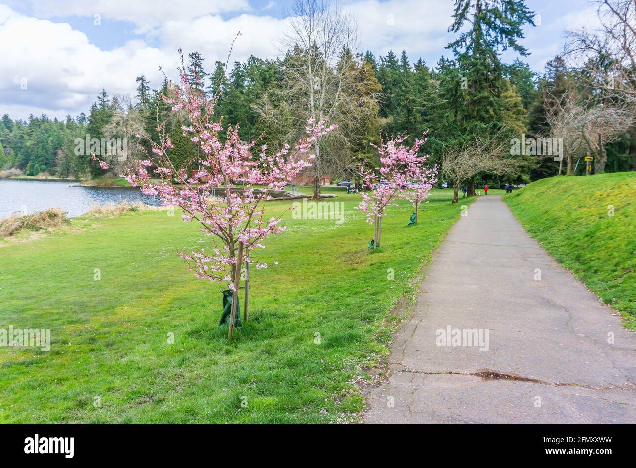 Young cherry tree hi-res stock photography and images - Alamy