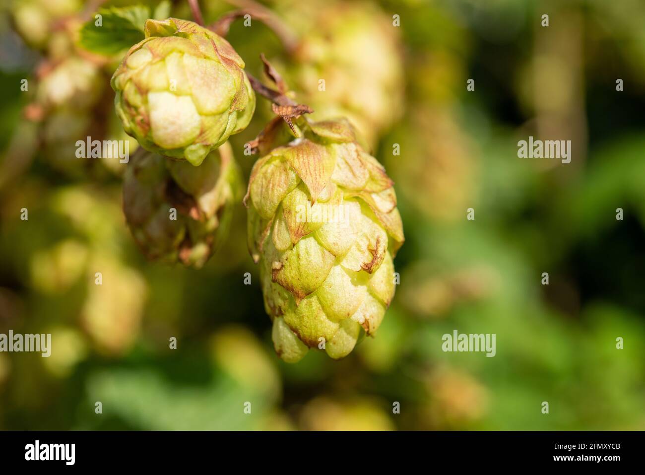 Wild hops growing in hedge, Wales, UK Stock Photo - Alamy