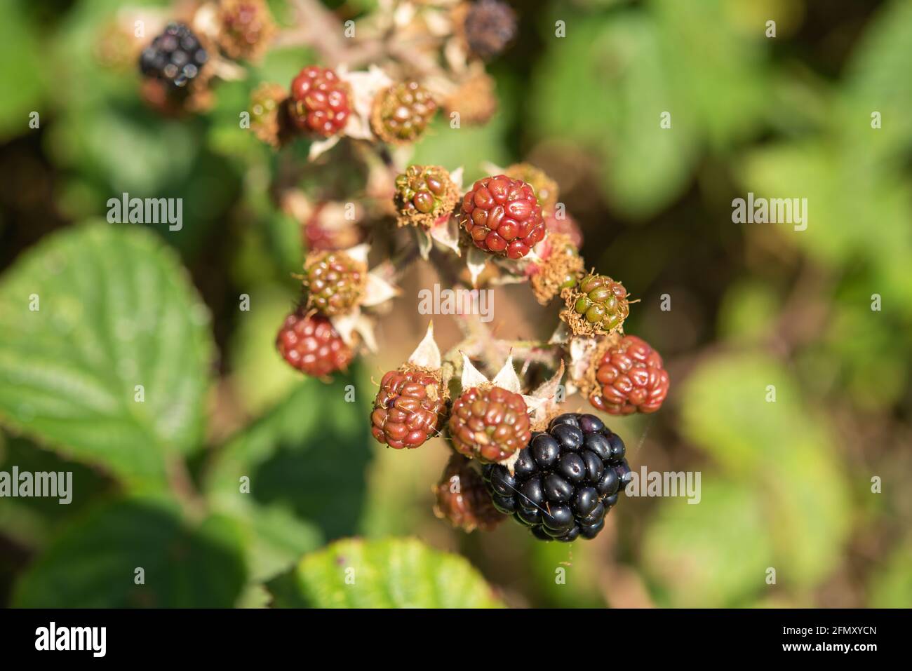Bramble in hedge, Wales, UK Stock Photo - Alamy