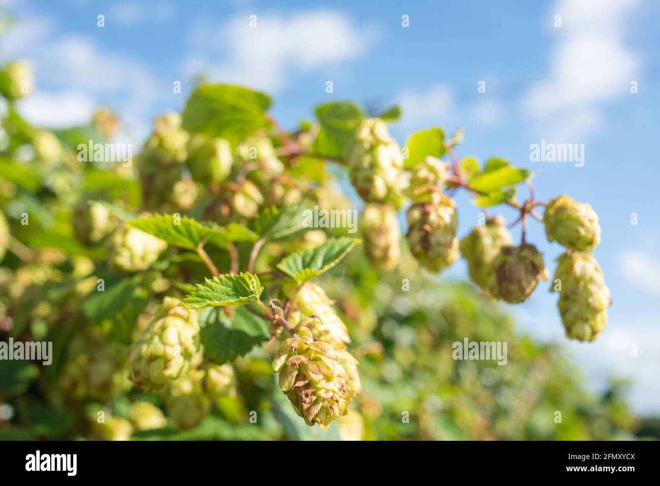 Wild hops growing in hedge, Wales, UK Stock Photo - Alamy