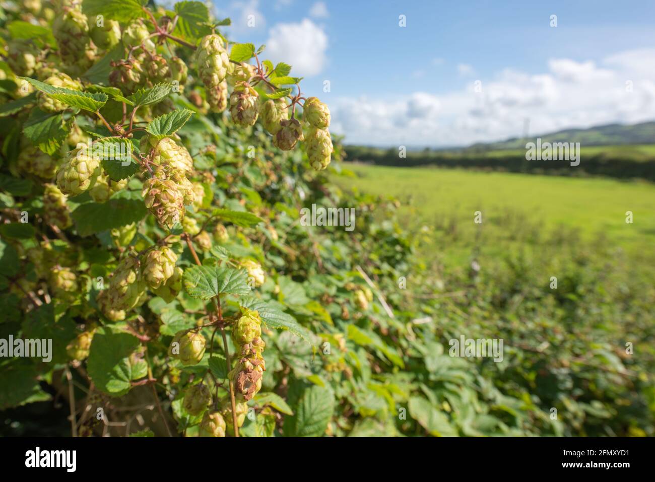 Wild hops growing in hedge, Wales, UK Stock Photo - Alamy