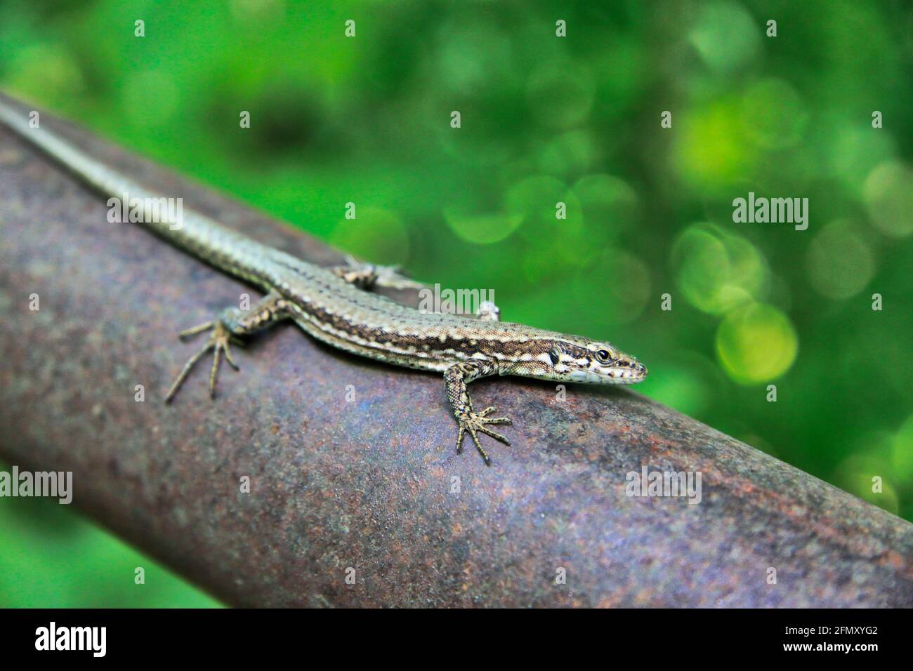 Metal lizard hi-res stock photography and images - Alamy