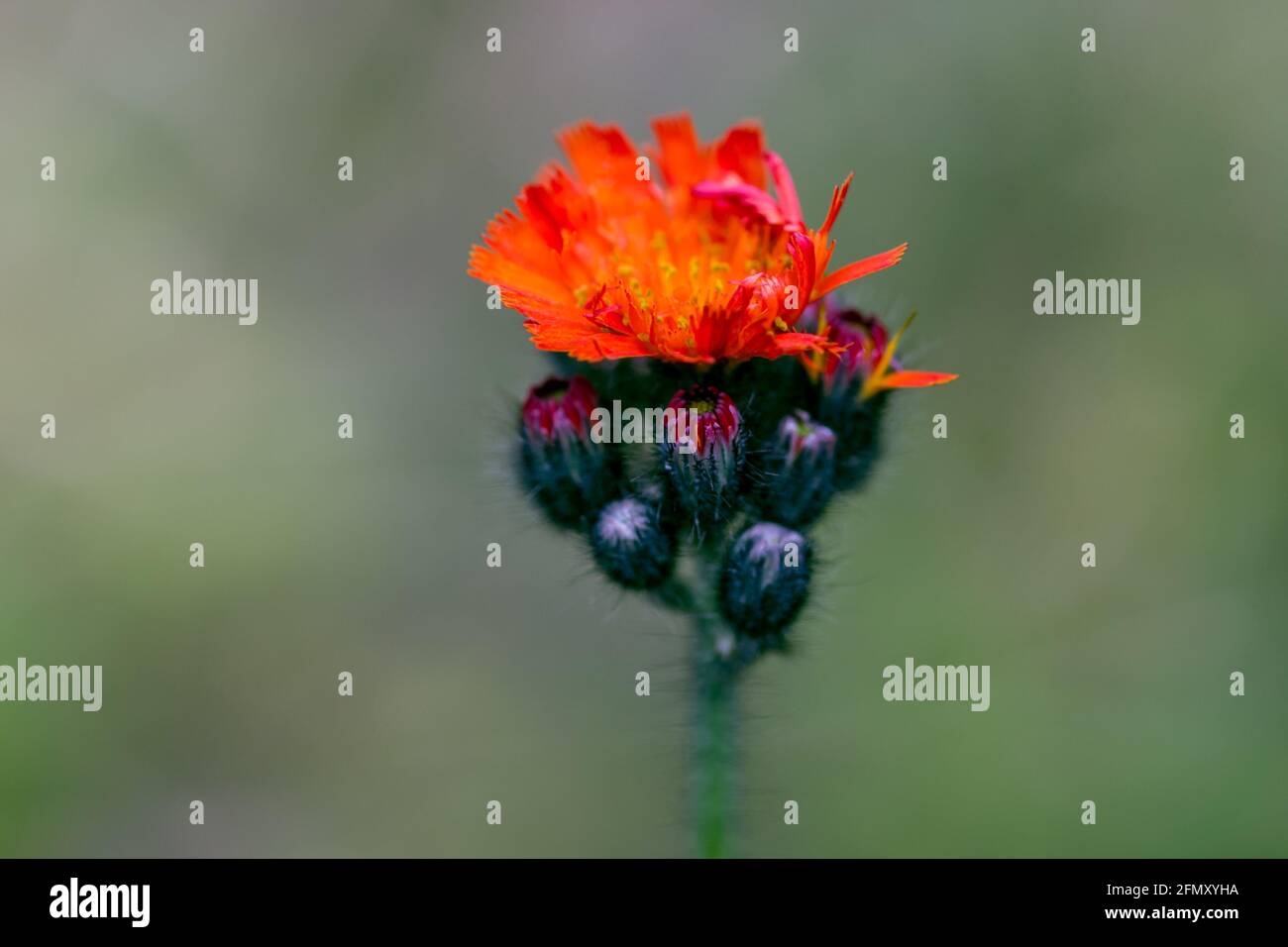 Fox and cubs or Orange hawkweed Pilosella aurantiaca close up of ...