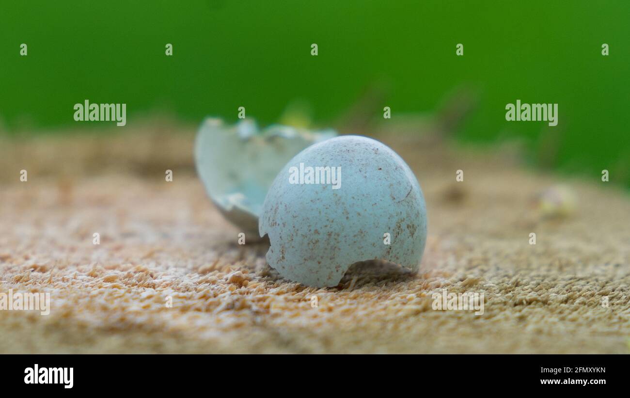 Amselei hi-res stock photography and images - Alamy