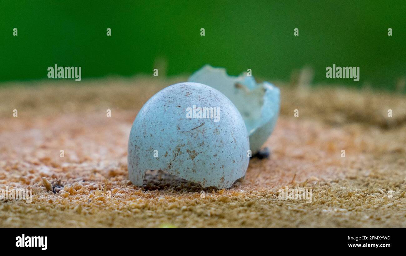 Amselei hi-res stock photography and images - Alamy