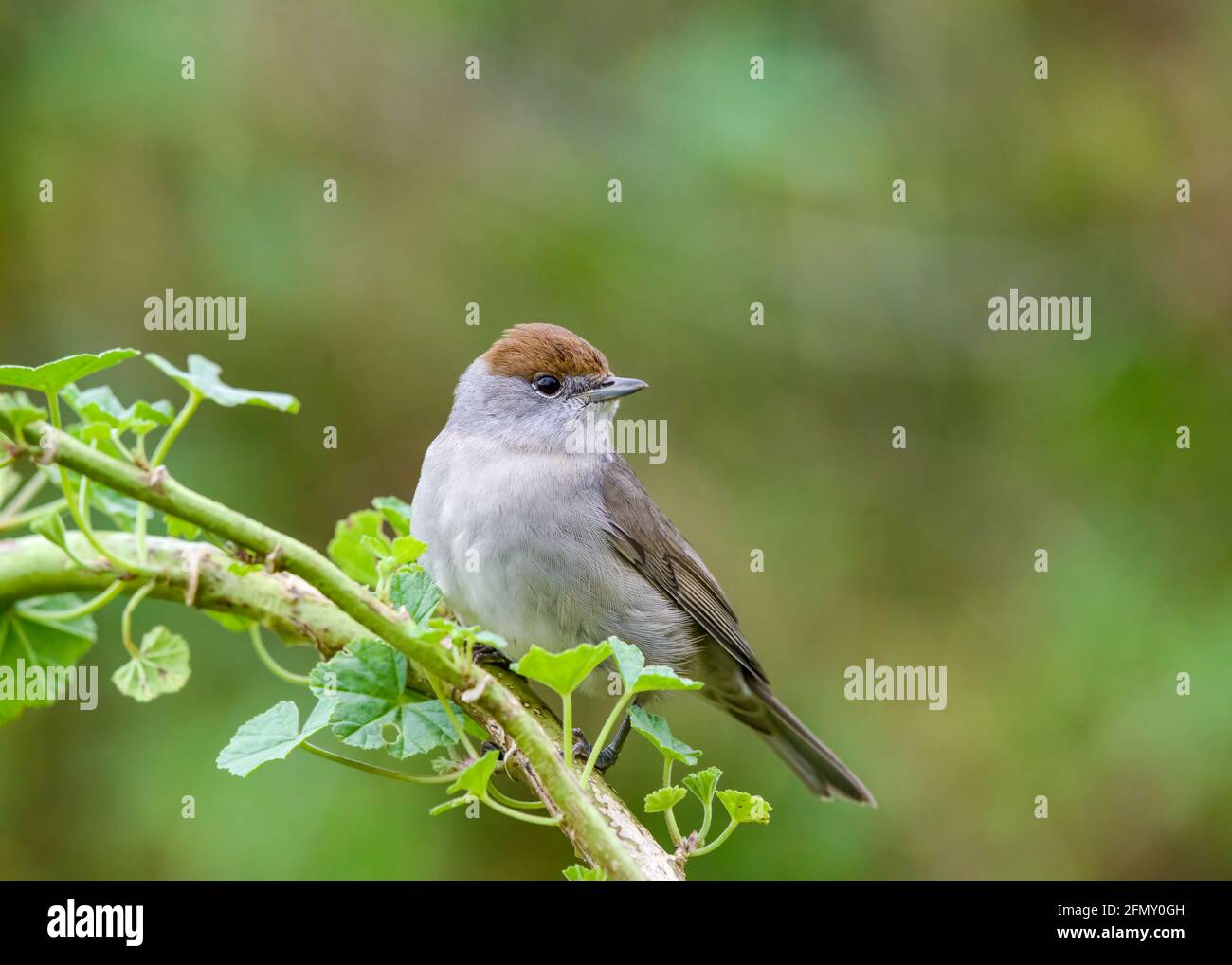 Blackcap Sylvia atricapilla female bird with brown cap perching on ...