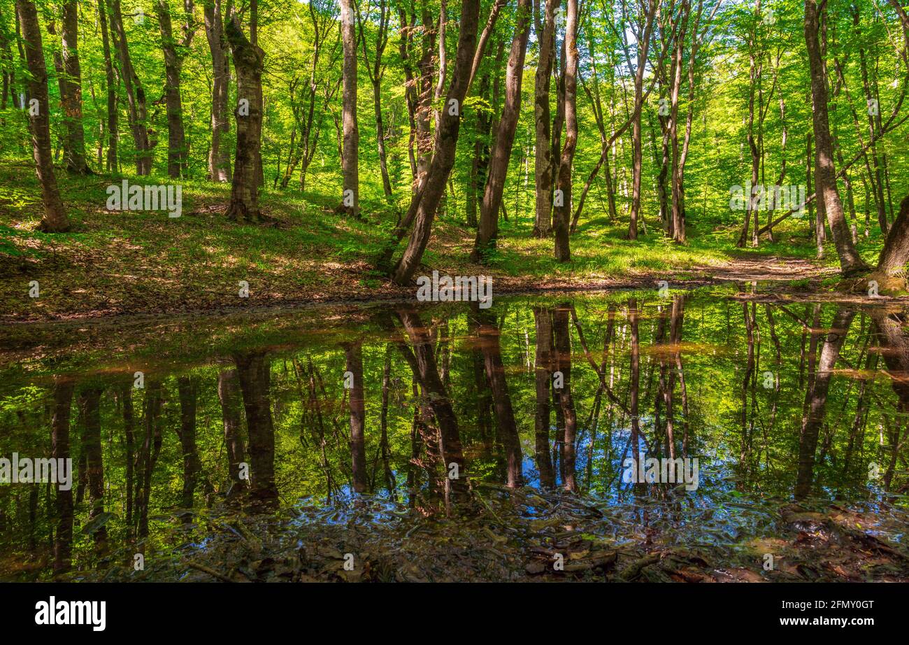 Swamp morass hi-res stock photography and images - Alamy