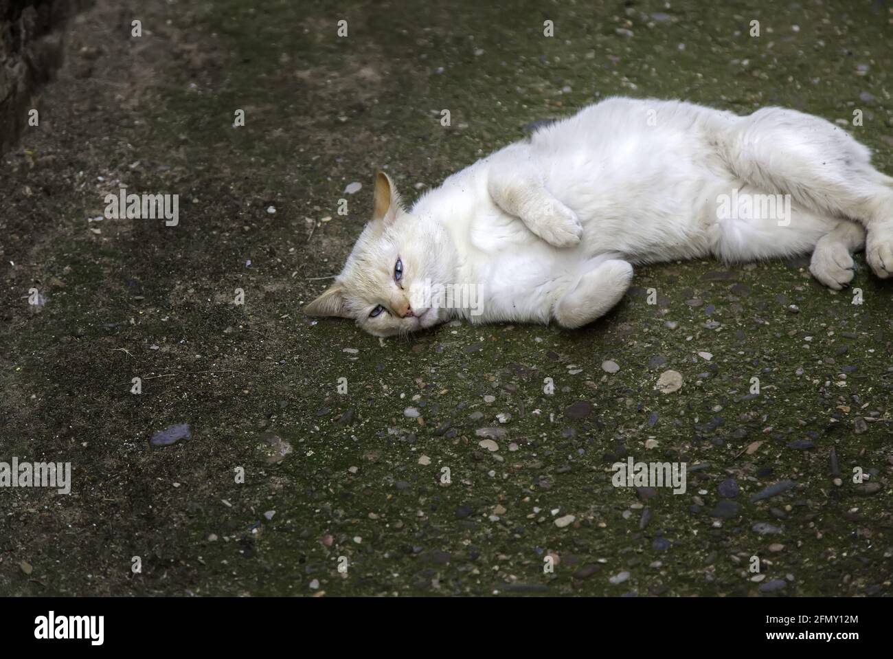 Detail of stray and homeless animal, loneliness and abandonment Stock ...