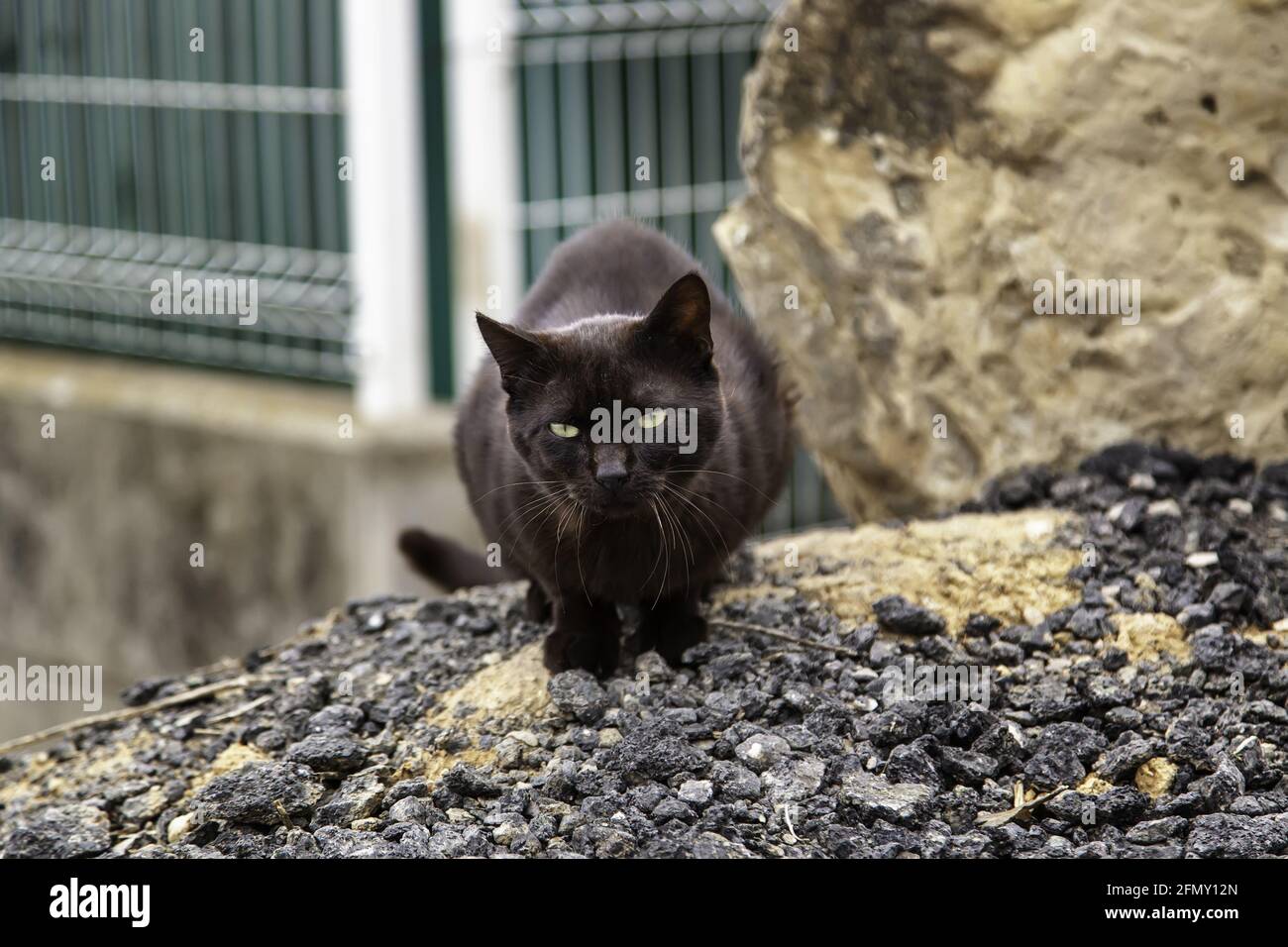Detail of stray and homeless animal, loneliness and abandonment Stock ...