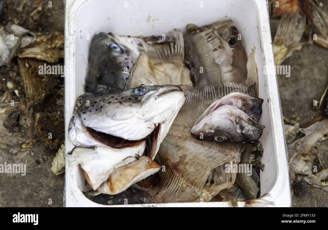 Detail of fish remains thrown away, food in bad condition Stock Photo ...