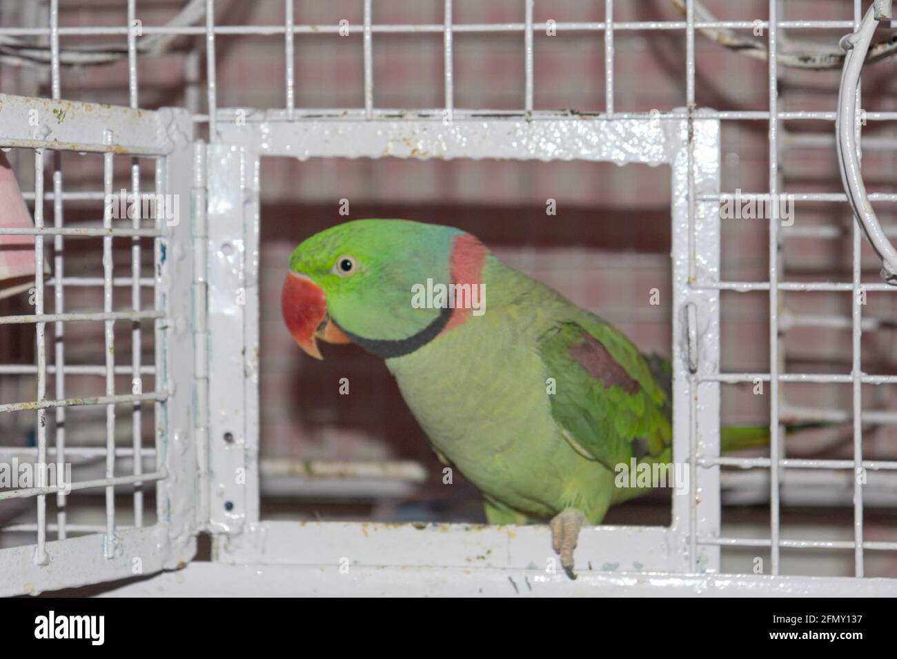 Parrakeet claw hi-res stock photography and images - Alamy