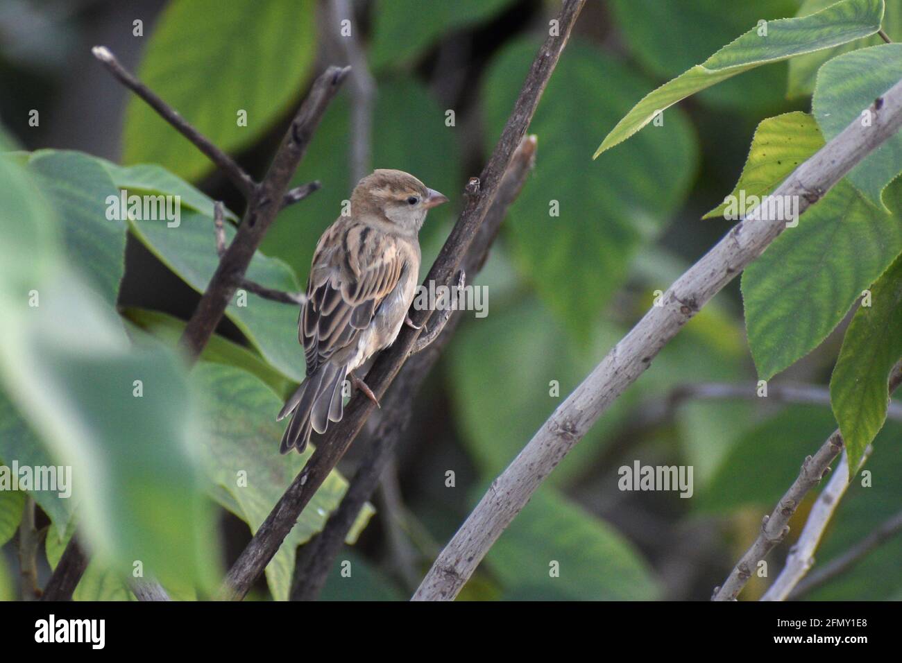 Sparrow setting on a tree branch, small bird setting on a tree branch ...