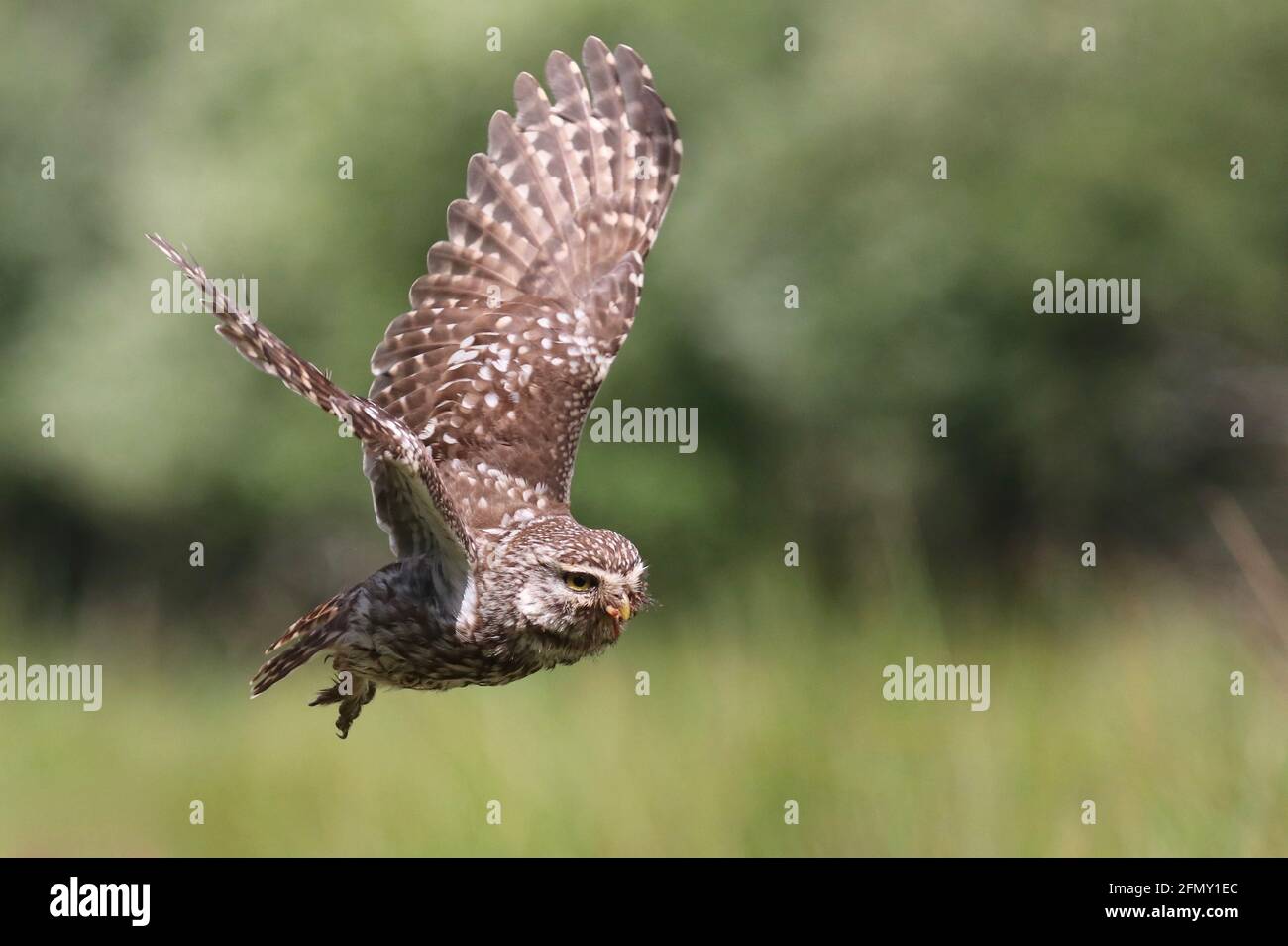 They are low-lying birds who hunt on flat grasslands, and live in nests ...