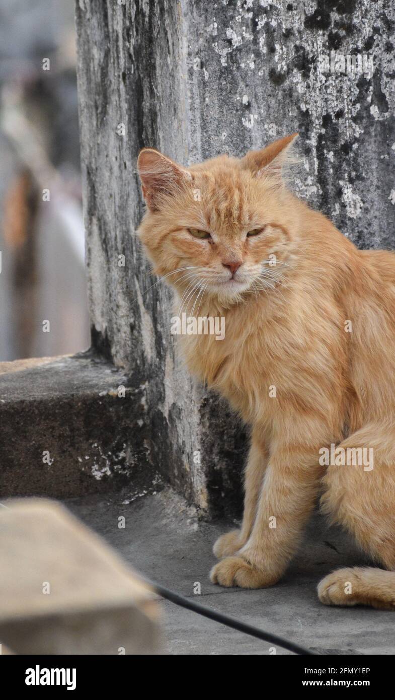 Cat Skills High Resolution Stock Photography and Images - Alamy
