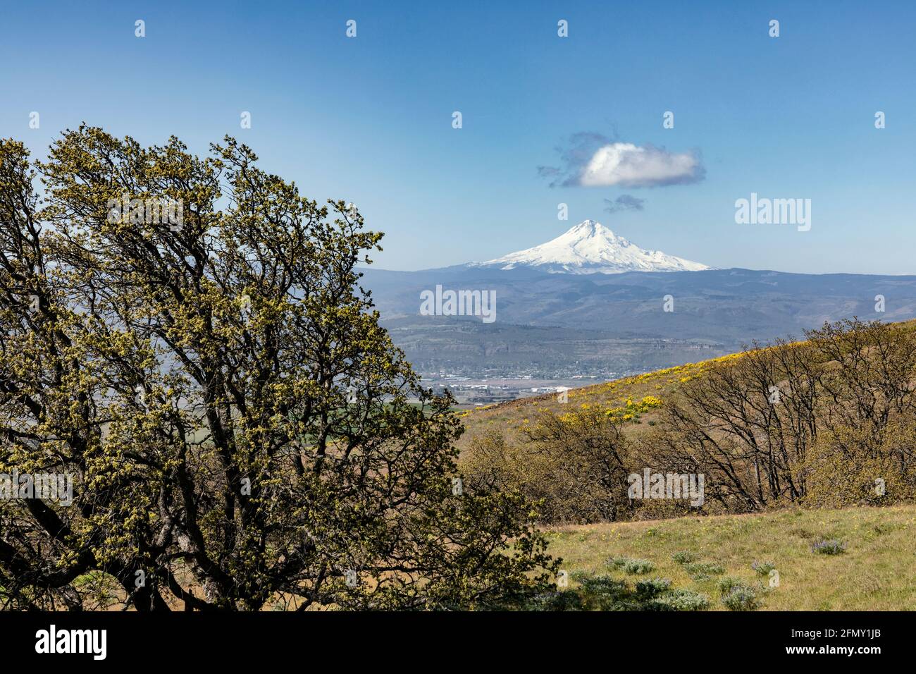 WA20206-00....WASHINGTON - Mount Hood in the distance viewed from ...