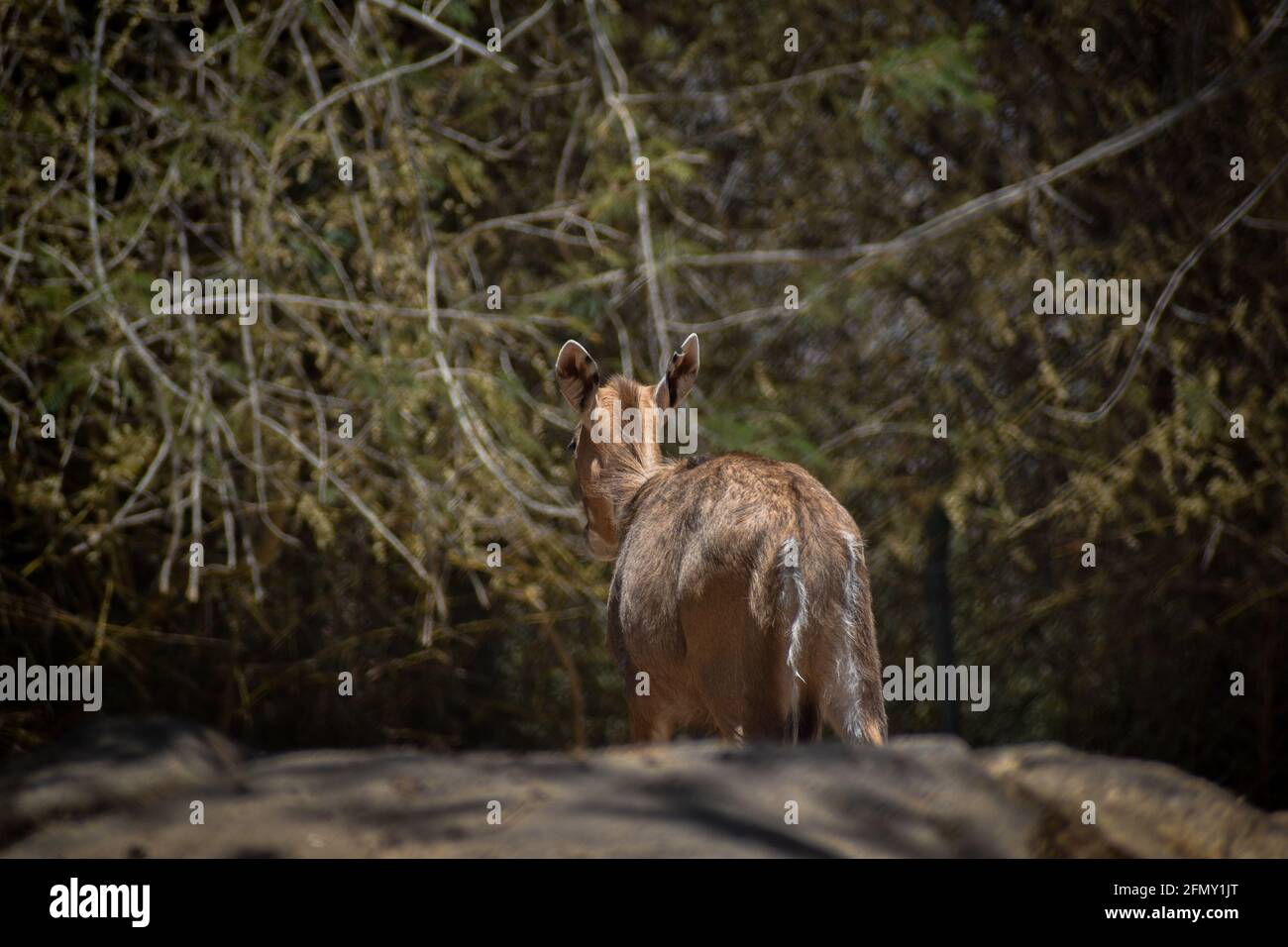 Female nilgai in forest, animal in jungle, dear in Indian forest Stock ...
