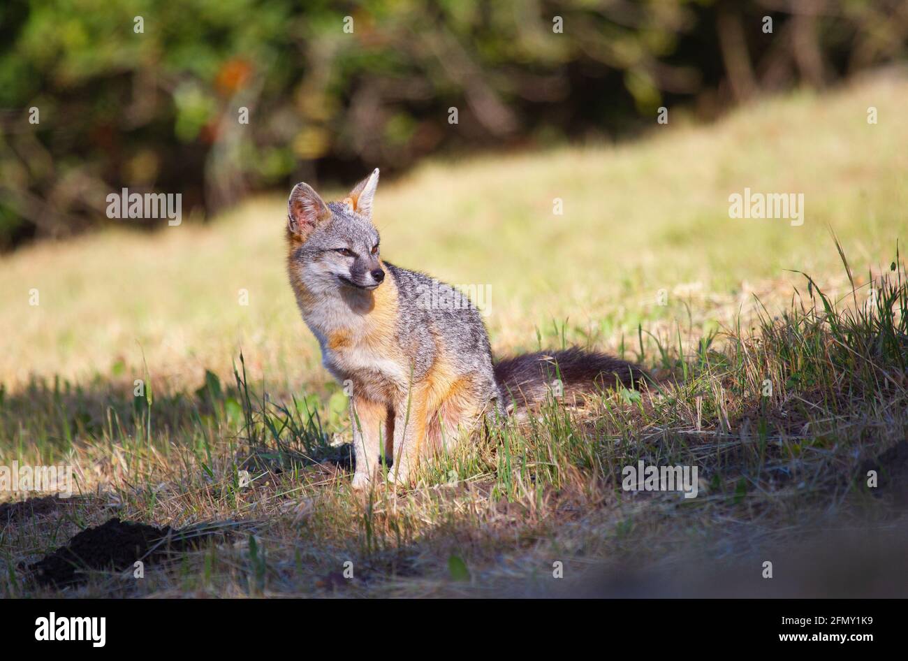 Gray fox grey fox urocyon hi-res stock photography and images - Alamy
