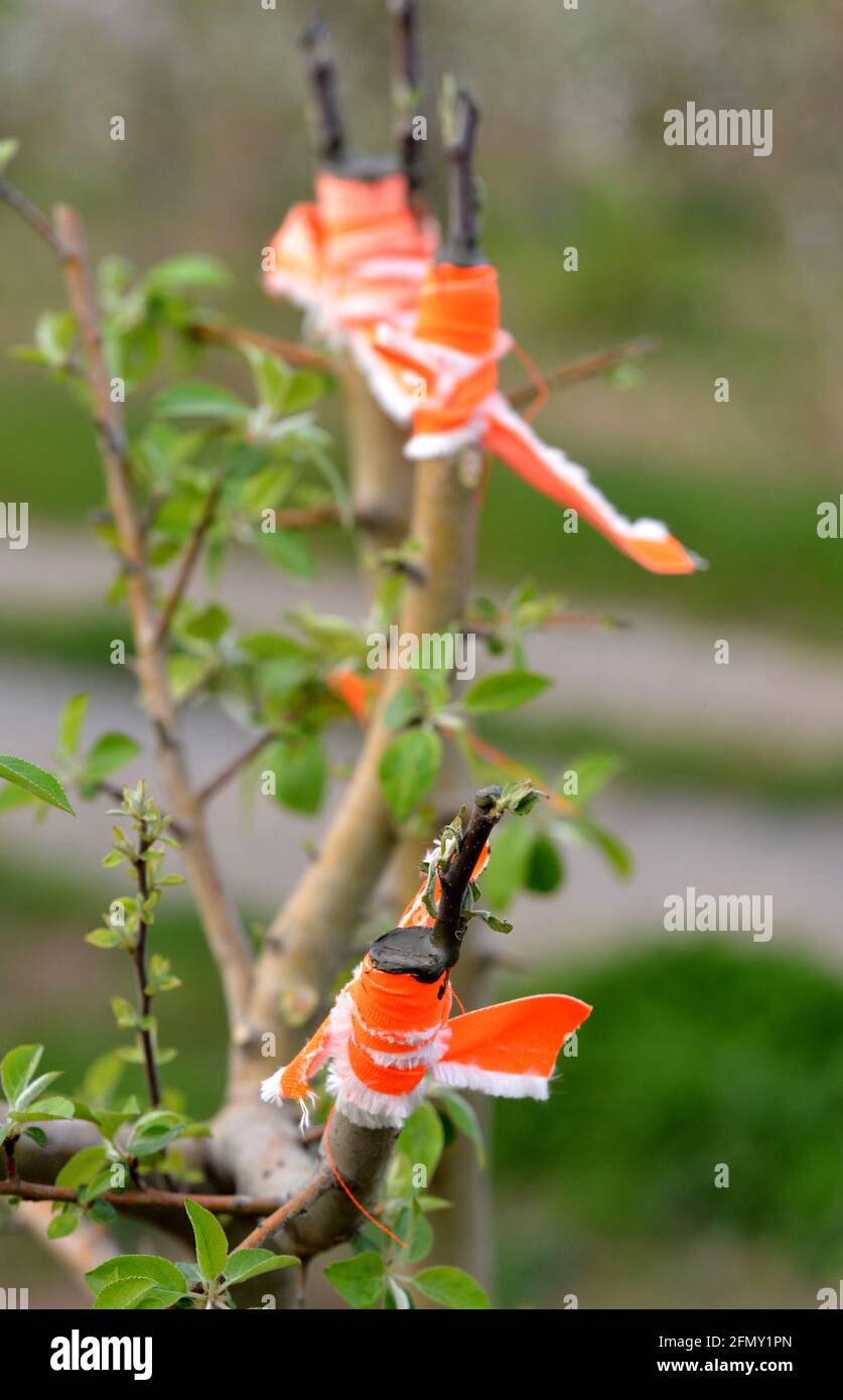 apple tree renovation by the grafting Stock Photo - Alamy