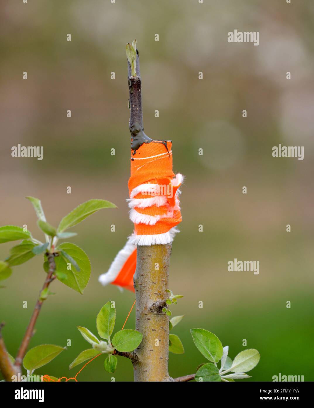 apple tree renovation by the grafting Stock Photo - Alamy