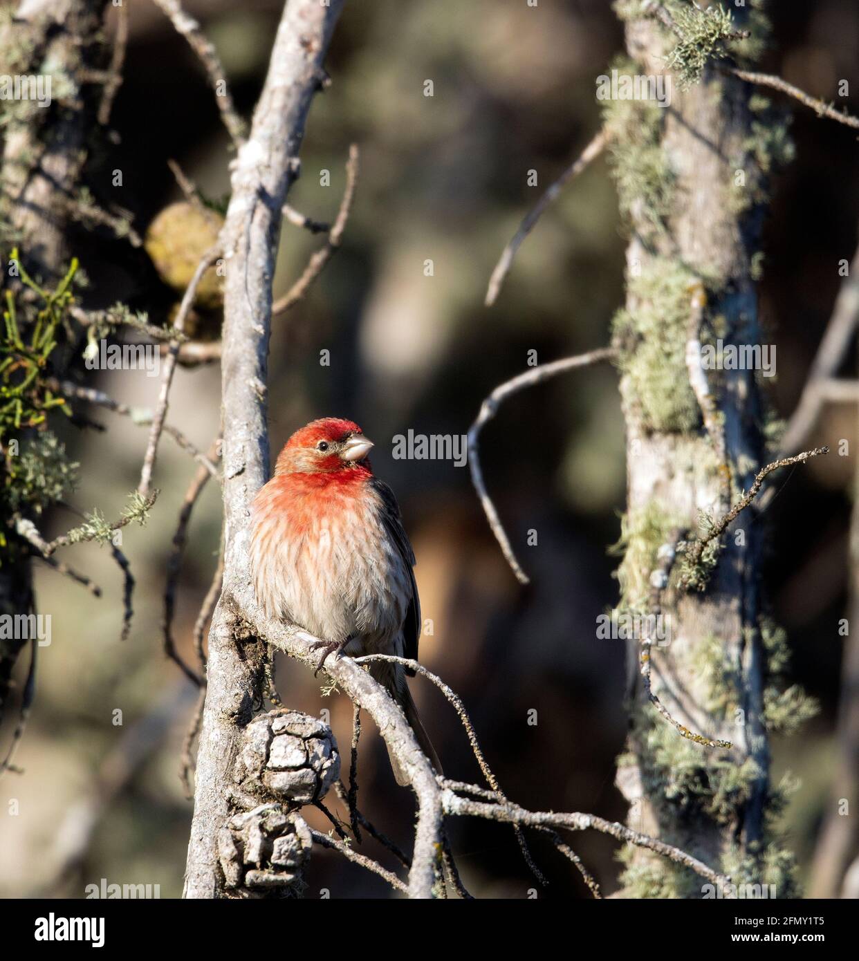 House Finch Male Stock Photo - Alamy