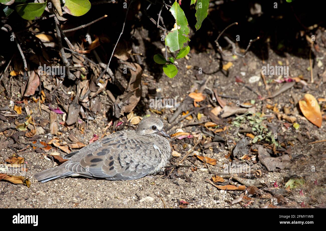 Mourning Dove Chick on Ground Stock Photo - Alamy