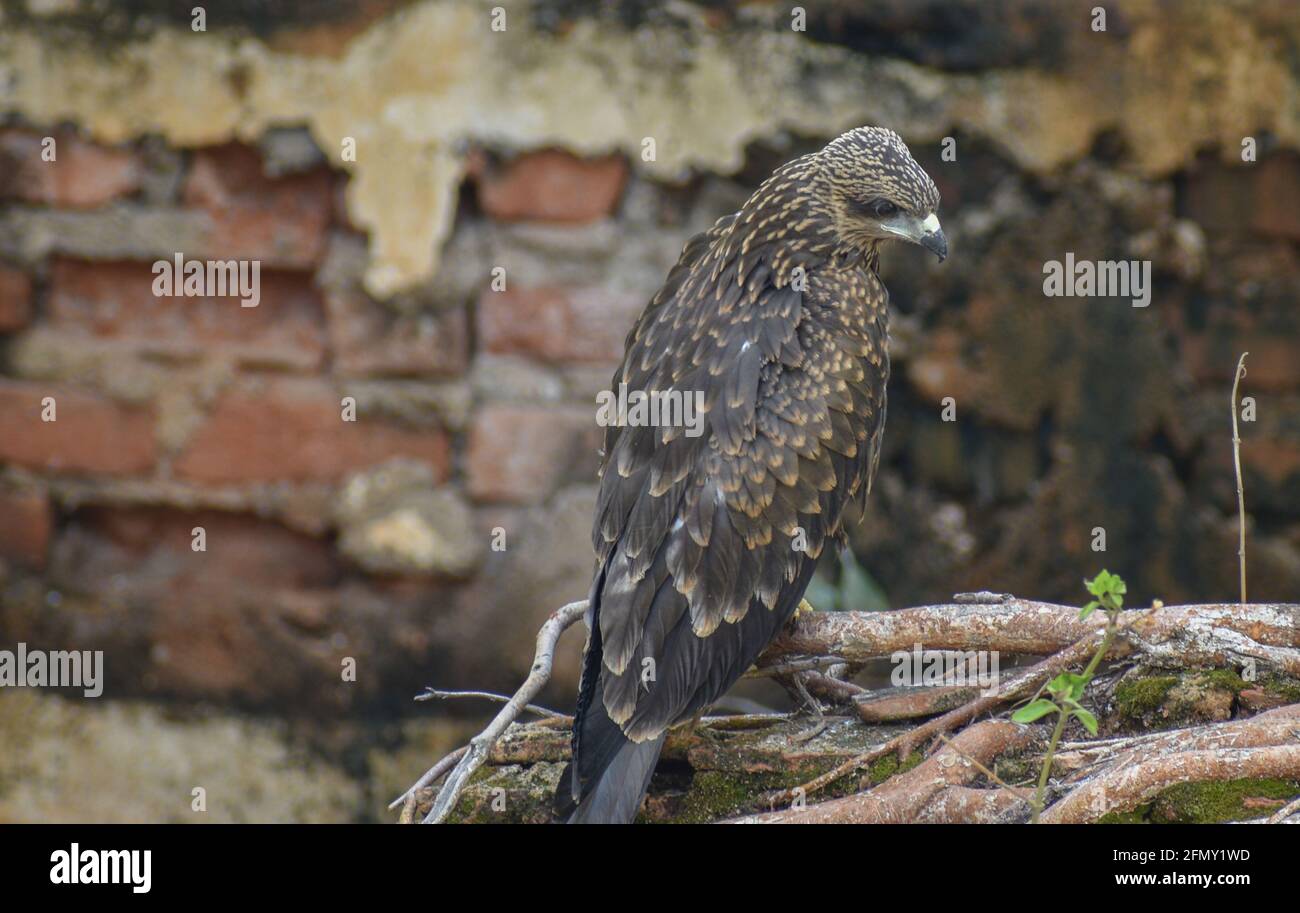 Sharp images of birds hi-res stock photography and images - Alamy