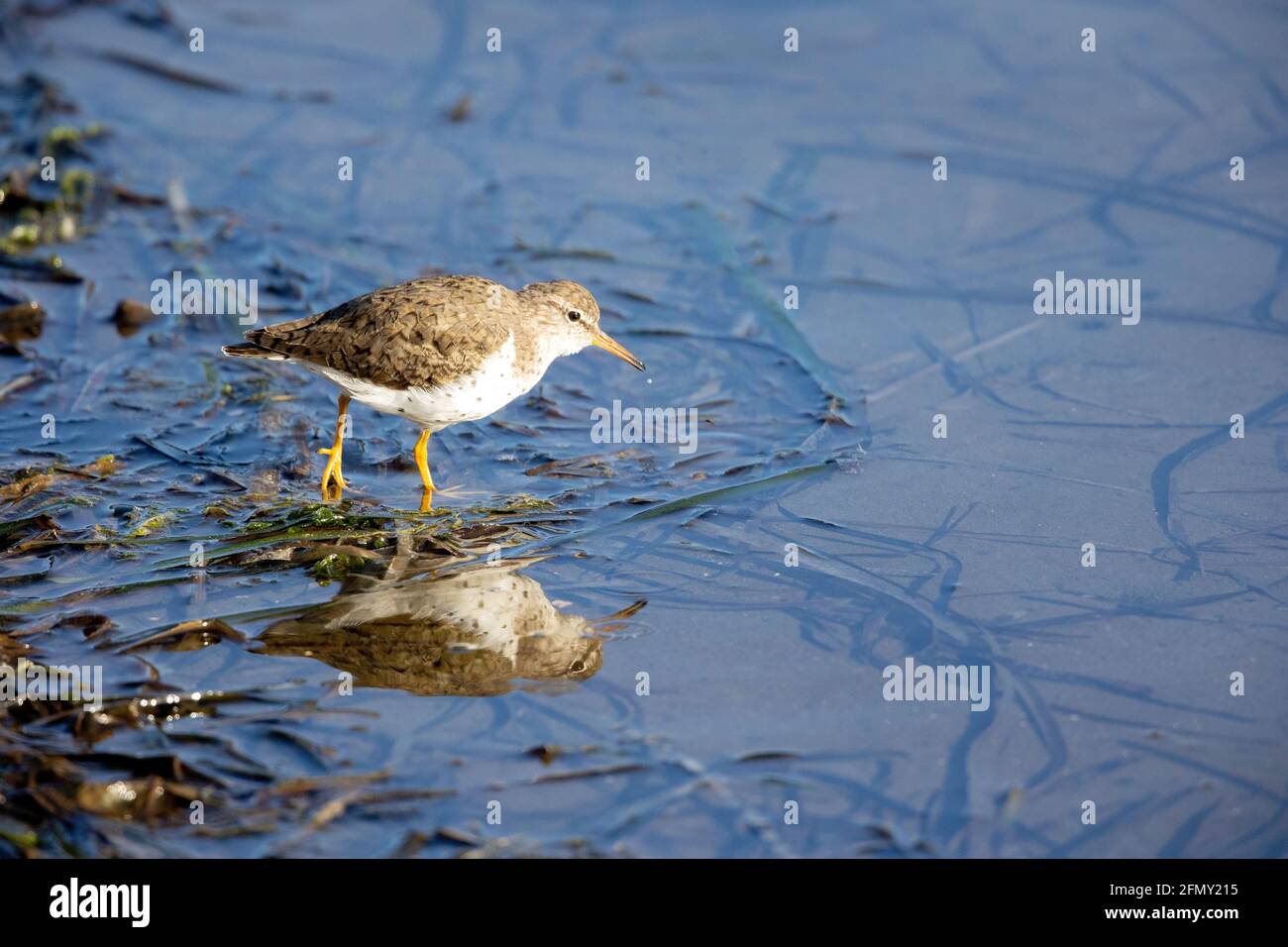 Spotted Sandpiper Reflection Stock Photo - Alamy