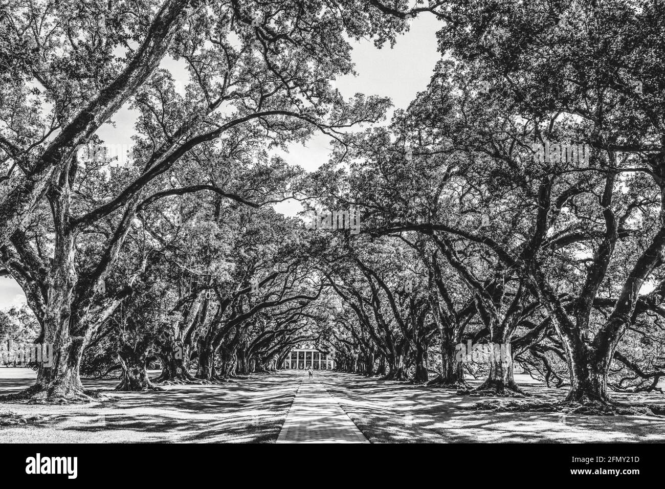 Black and white oak trees hi-res stock photography and images - Alamy