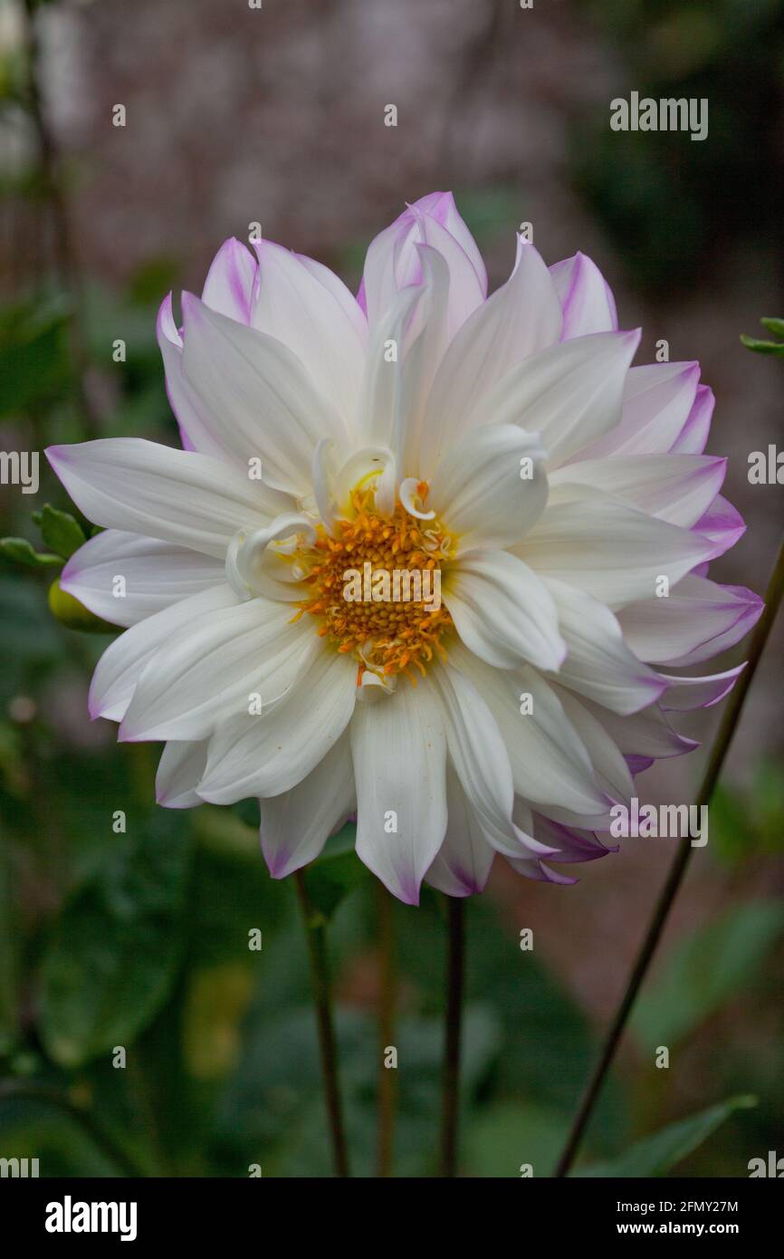 White tipped flowers hi-res stock photography and images - Alamy